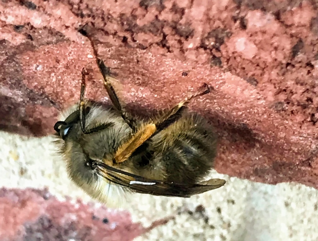Asian Shaggy Digger Bee from Greenbelt, MD, USA on April 02, 2022 at 07 ...
