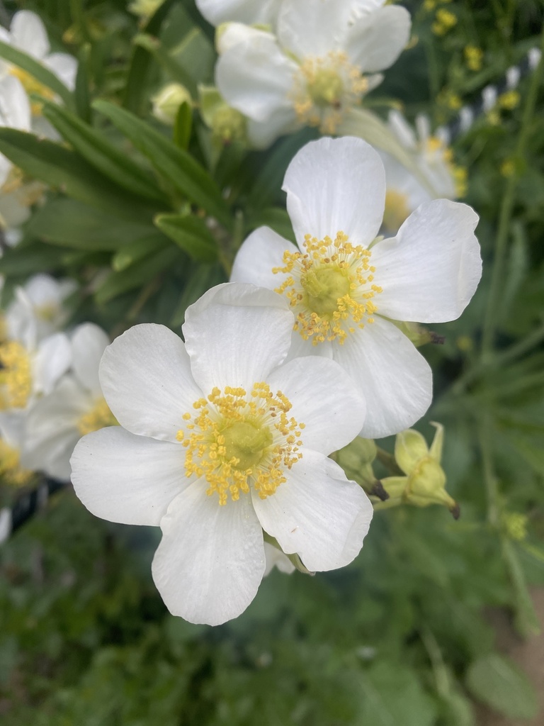 tree anemone from Whittier Narrows Nature Center, South El Monte, CA ...