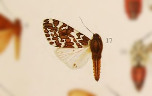 Hypercompe melanoleuca · iNaturalist Panamá