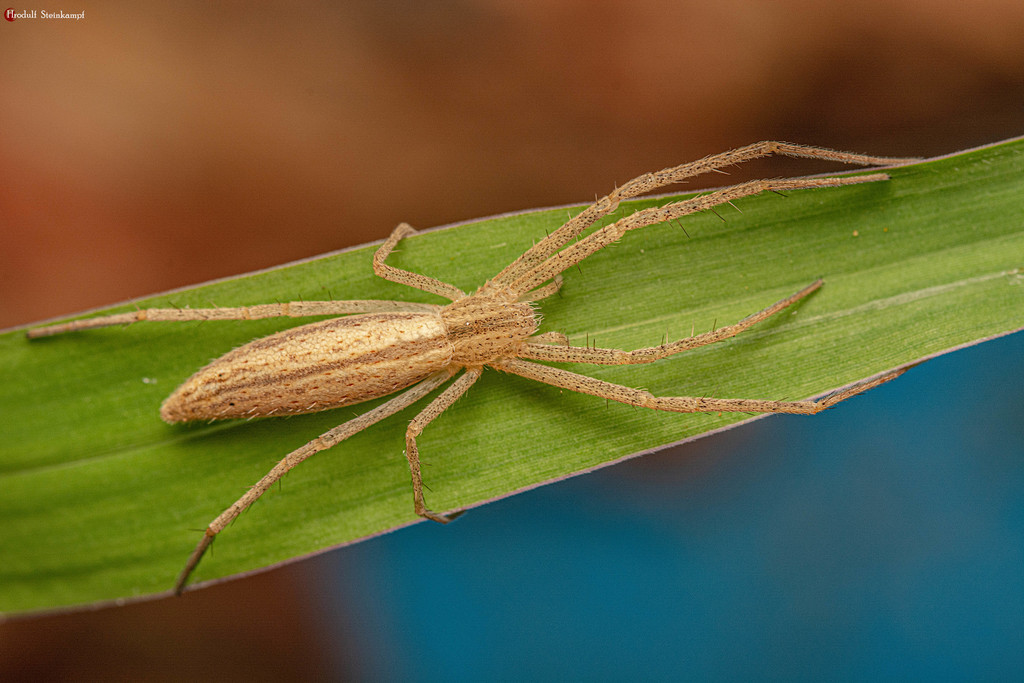 Common Grass Running Spider from Spitskop Small Holdings, Bloemfontein ...