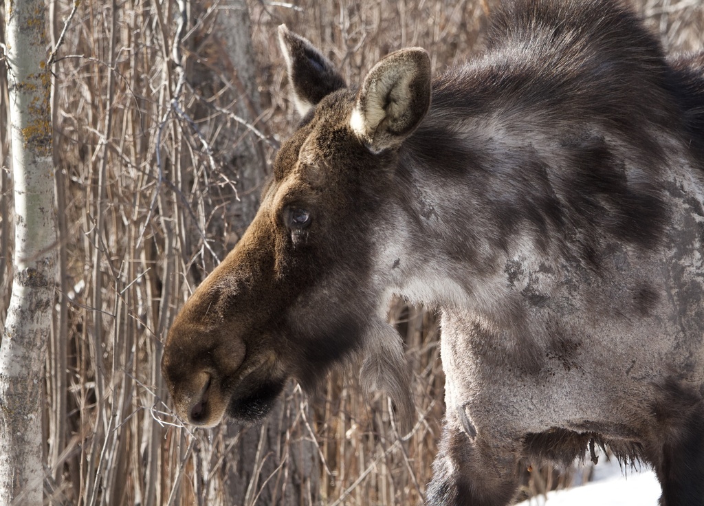 Northwestern Moose from Miquelon Lake Campground, Camrose County, AB ...