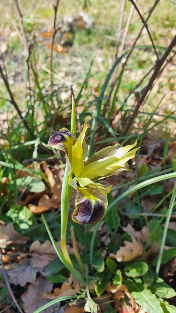 Snake's-head Iris from 95015 Linguaglossa, Catania, Italien on 02 April ...