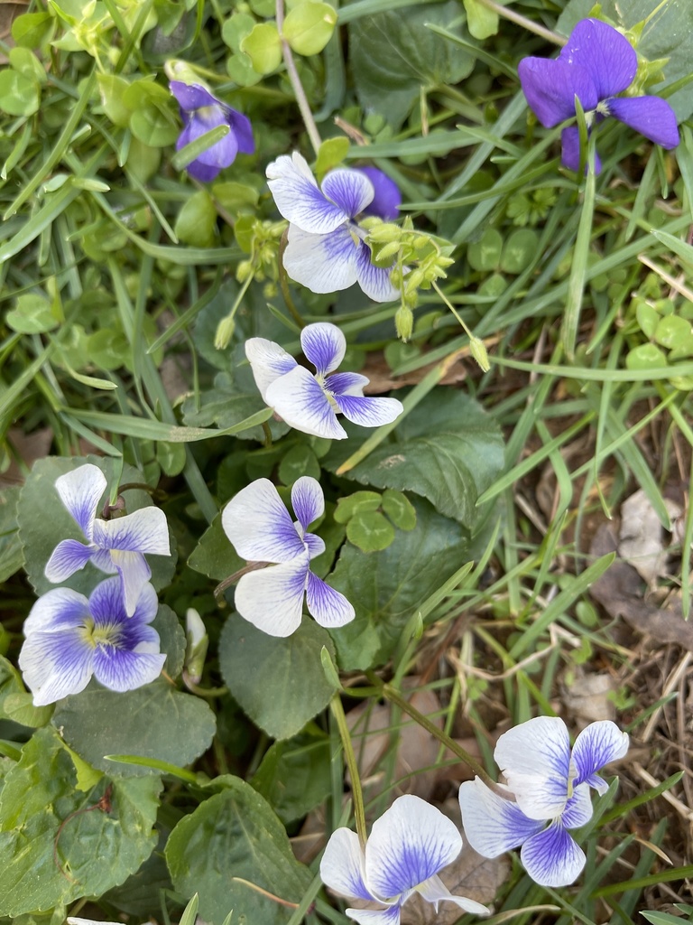 common blue violet from Avera Ave, Winston-Salem, NC, US on April 02 ...