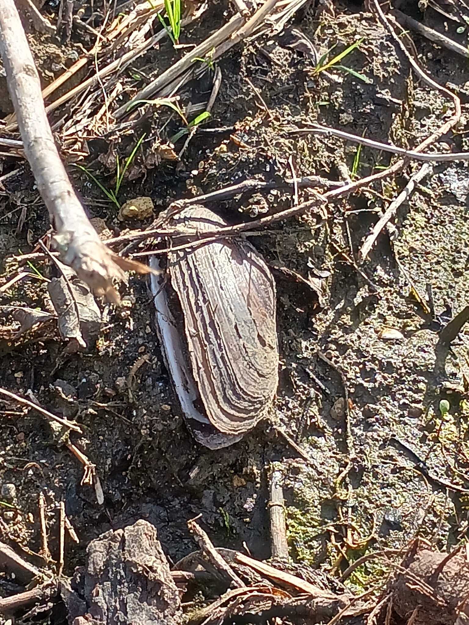 Uniomerus tetralasmus (Say, 1831)