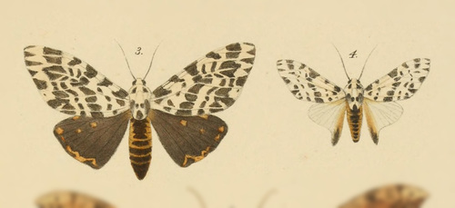 Hypercompe leucarctioides · iNaturalist