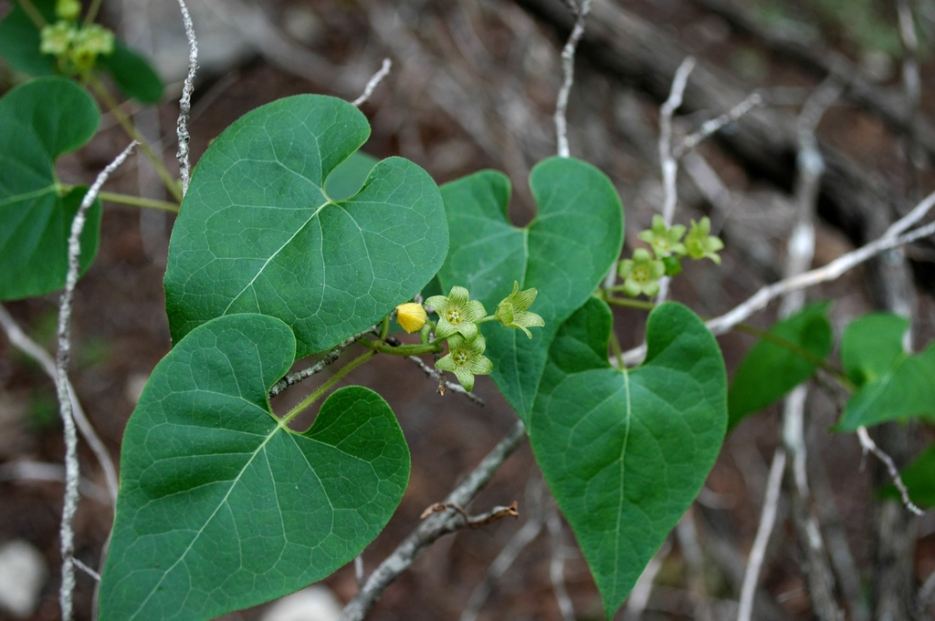 Plateau Milkvine from Texas, US on May 05, 2015 by nancyed. See a lot ...