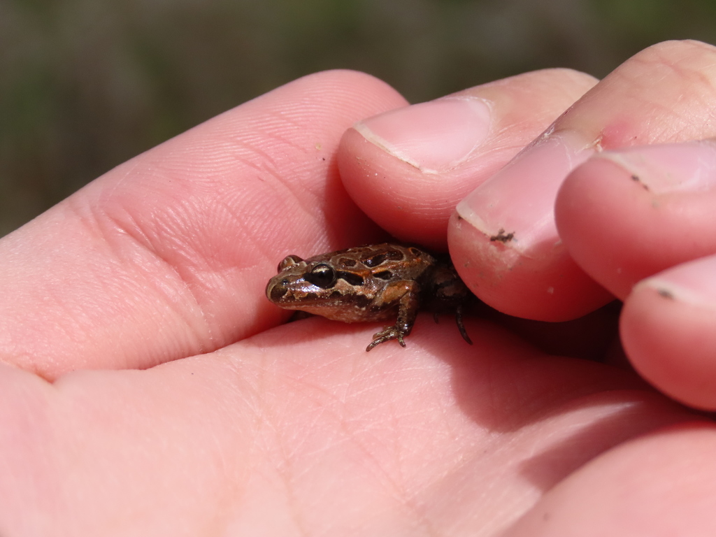 Iberian Painted Frog in March 2022 by Tiago Carrapiço · iNaturalist