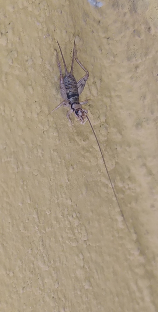 Tropical House Cricket from Ciudad de Santa Fe, Provincia de Santa Fe ...