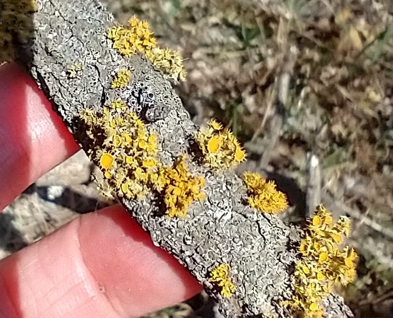 Golden-eye Lichen from San Antonio, TX 78221, USA on April 02, 2022 at ...