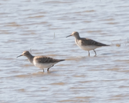 Pectoral Sandpiper in April 2022 by Tracey Fandre · iNaturalist