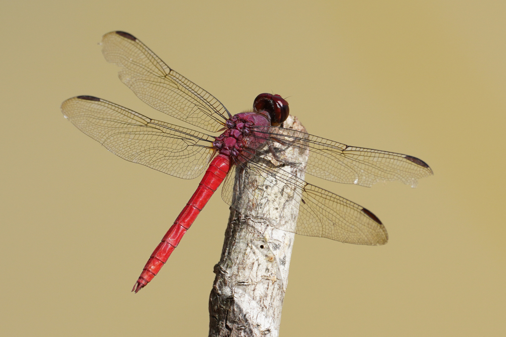 Red-tailed Skimmer (Odonata of Belize) · iNaturalist