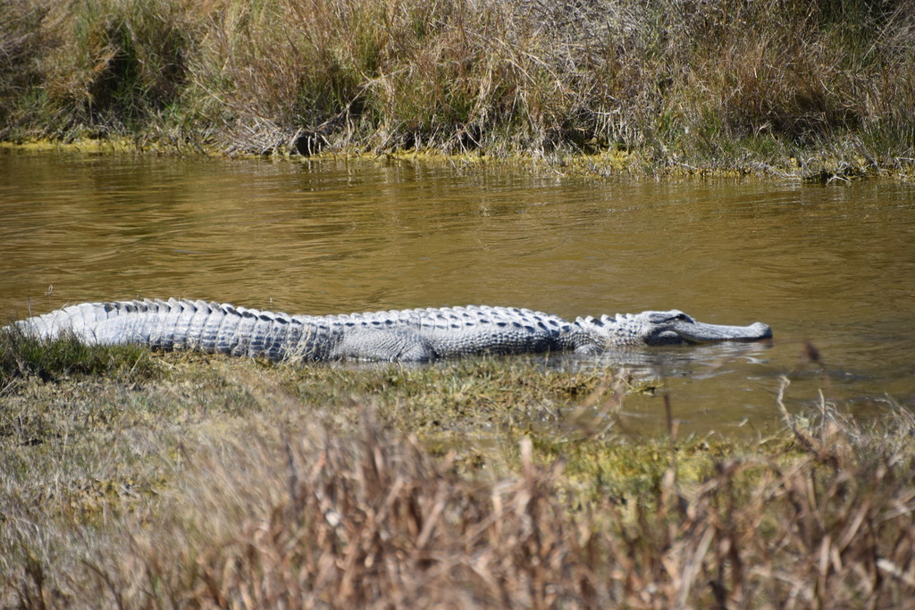 American Alligator from Aransas County, TX, USA on March 18, 2022 at 02 ...