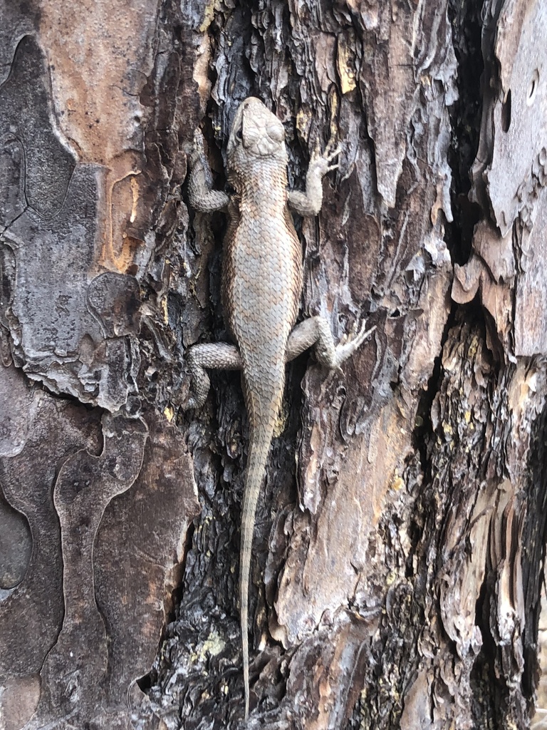 Eastern Fence Lizard from Prince St, Chatsworth, NJ, US on March 30 ...