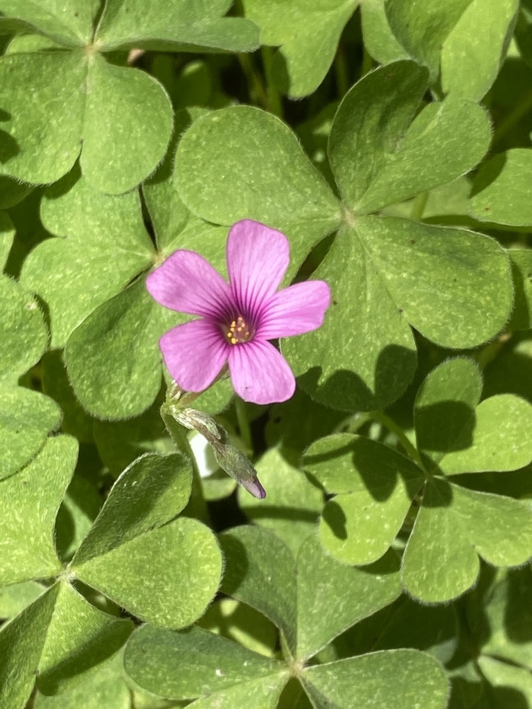 pink-sorrel from David Fort Rd, Argyle, TX, US on April 02, 2022 at 01: ...