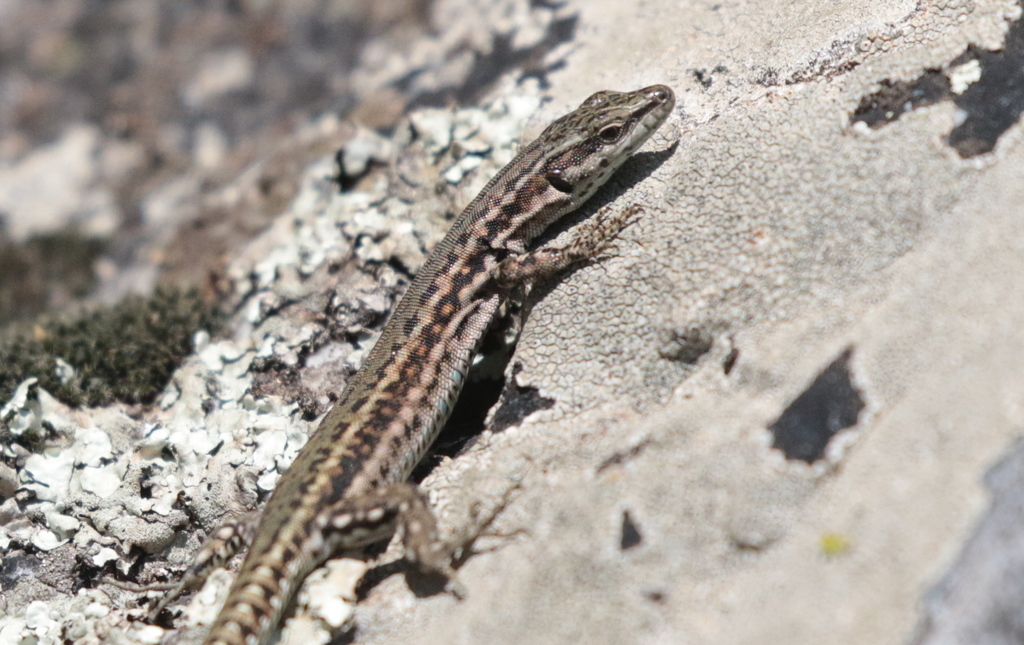 Green Iberian Wall Lizard from Cáceres, Spain on April 02, 2022 at 04: ...