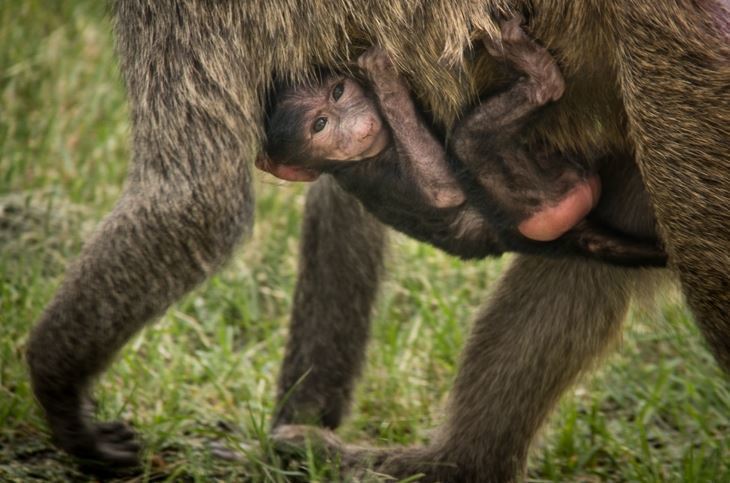 Olive Baboon (Papio anubis) - Know Your Mammals
