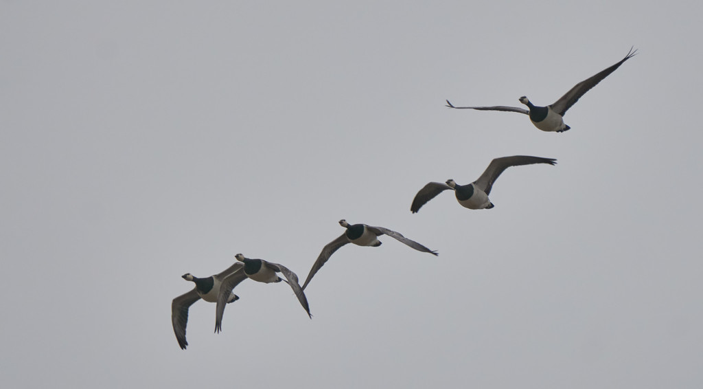 Barnacle Goose from CCA Racconigi on April 2, 2022 at 09:08 PM by ...
