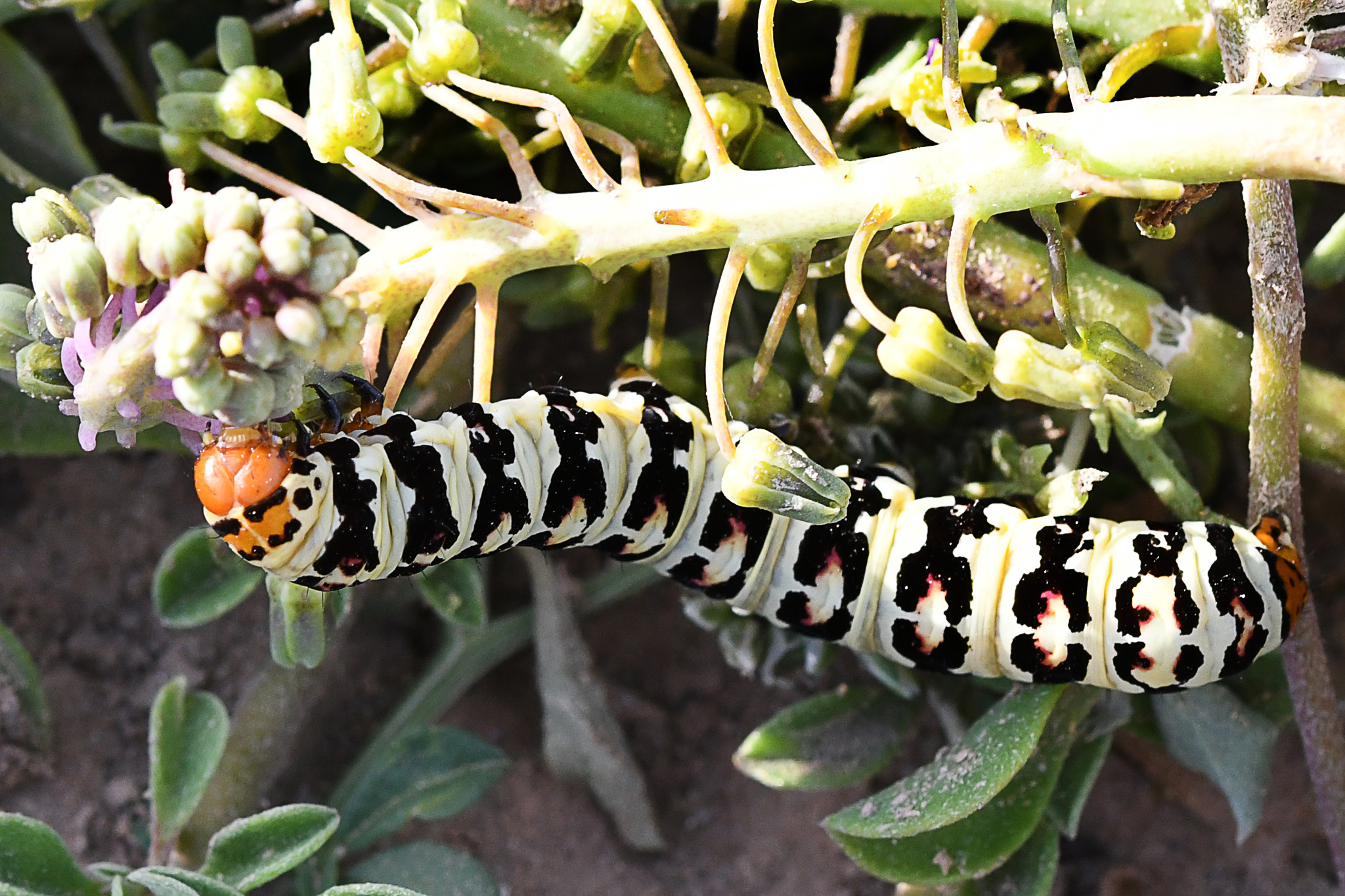 Diaphone eumela Stoll, 1781