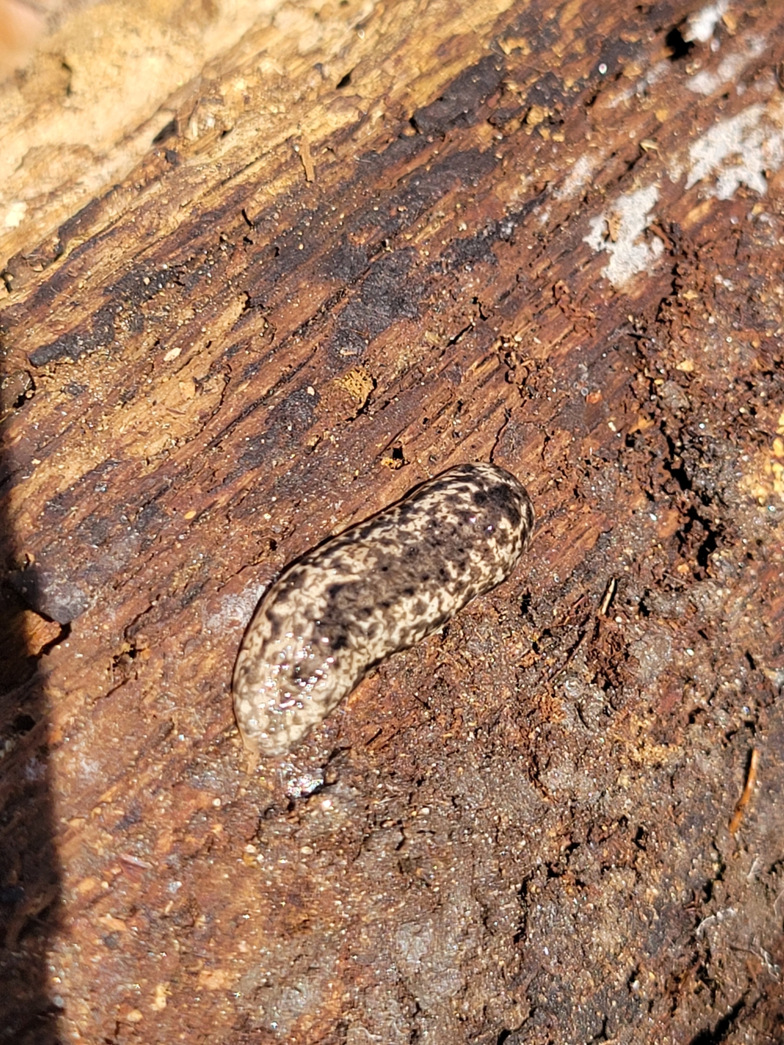 Philomycus togatus (A.Gould, 1841)