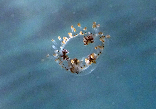 Scolionema suvaense (Jellyfish, Hydrozoans, and Comb Jellies of the ...