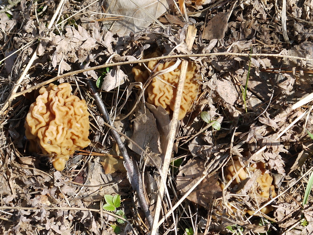 Giant's False Morel from Шуйский р-н, Ивановская обл., Россия on April ...