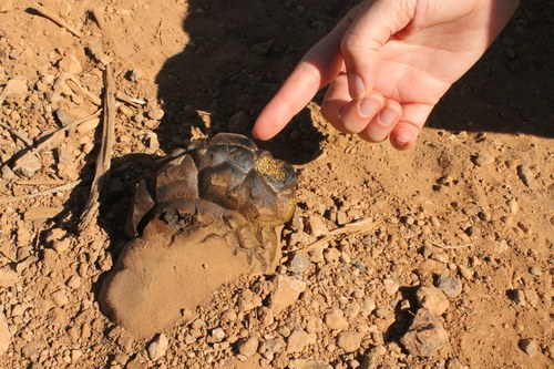 Dyeball (Pisolithus arrhizus) · iNaturalist