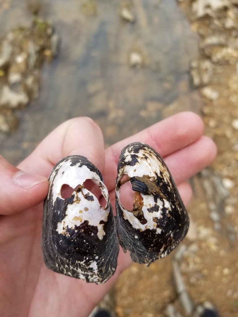 Little Spectaclecase from Auburn, AL, USA on April 2, 2022 at 02:38 PM ...