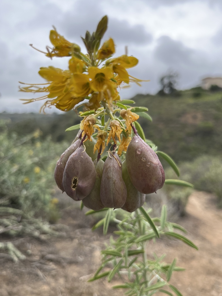 Bladderpod from Linda Vista, San Diego, CA, US on April 02, 2022 at 12: ...