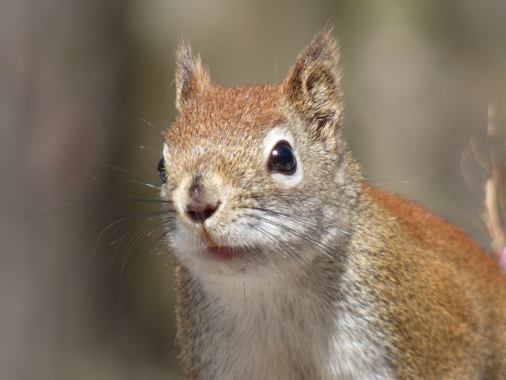 Pine Squirrels (Tamiasciurus) - Know Your Mammals