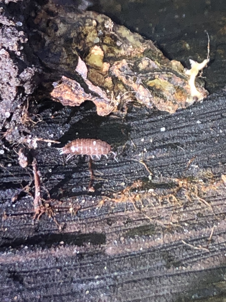 Common Pygmy Woodlouse from Szkoła Główna Gospodarstwa Wiejskiego w ...
