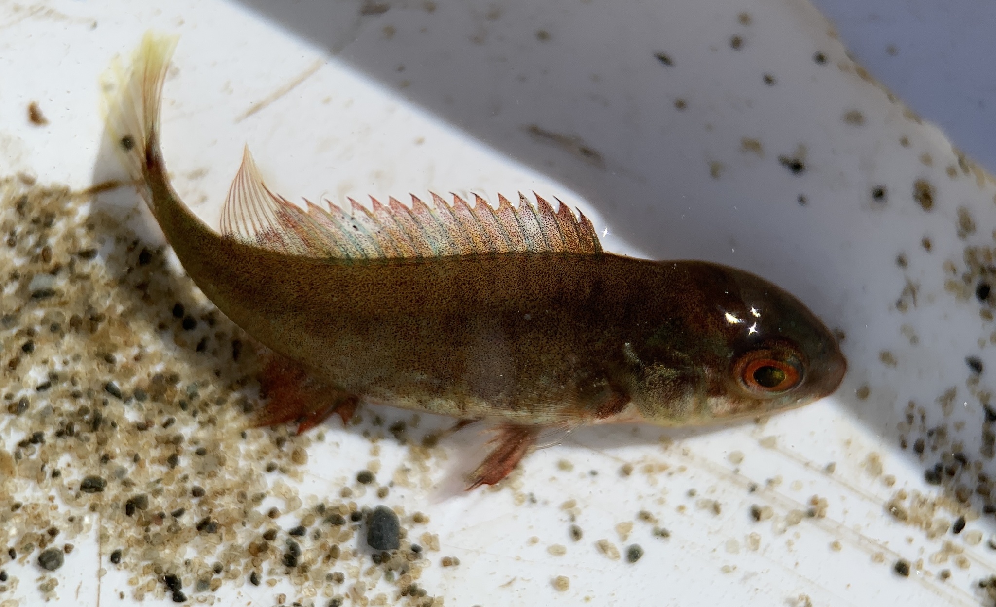 Tautoga onitis (Linnaeus, 1758)