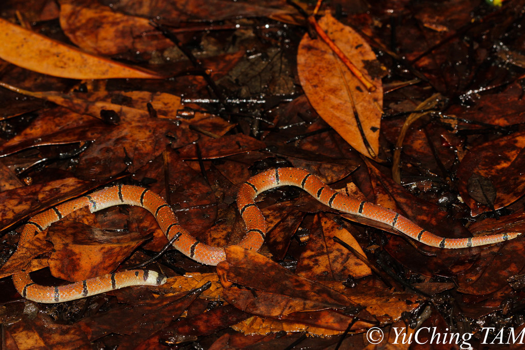 Sinomicrurus annularis from Hong Kong on May 17, 2015 by Yu Ching Tam ...