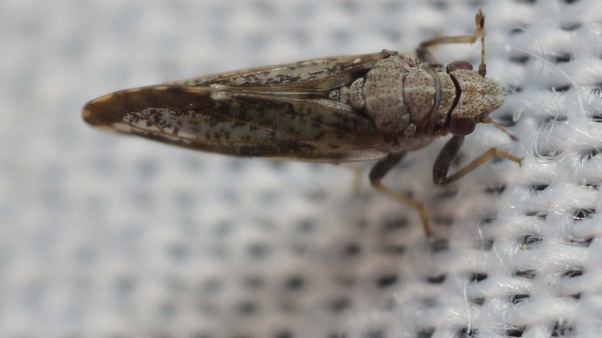 Diaphorina citri Kuwayama, 1908