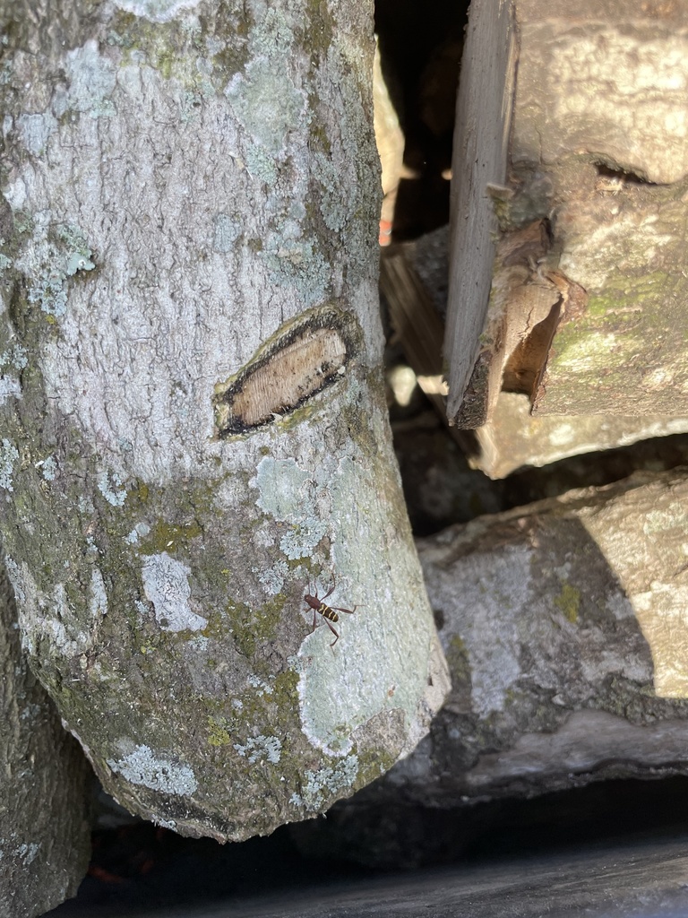 Red-headed Ash Borer in March 2022 by dpcallender · iNaturalist