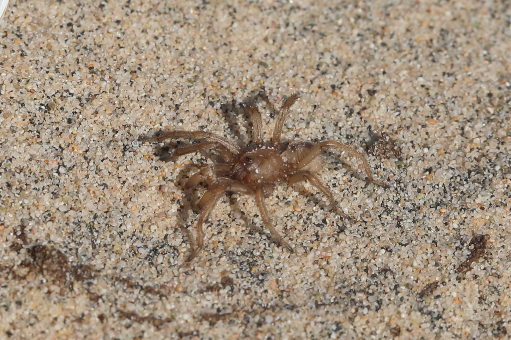Chemehuevi Desert Trapdoor Spider from Kelso Dunes, Mojave Natl ...