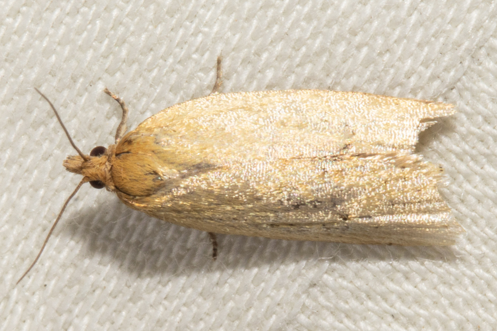 Yellow Field Bell Moth from Lindis Pass, New Zealand on March 27, 2022 ...