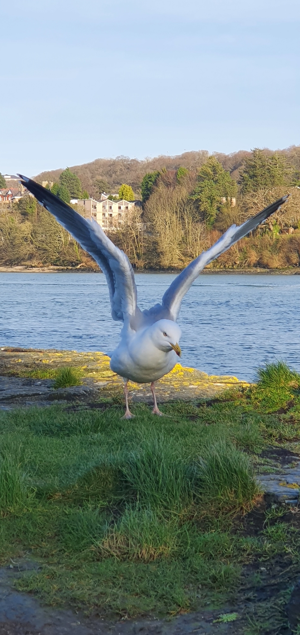 Larus argentatus argenteus C.L.Brehm & Schilling, 1822