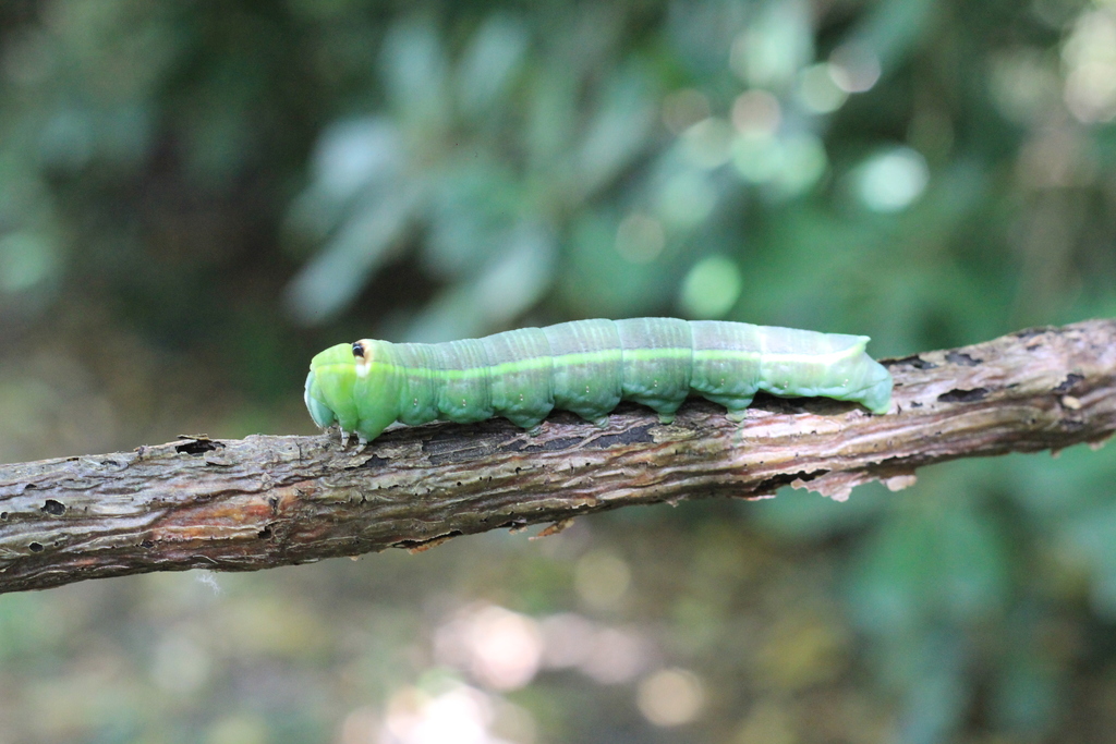 Ello Sphinx from Buenos Aires, Provincia de Buenos Aires, Argentina on April 2, 2022 at 02:35 PM ...
