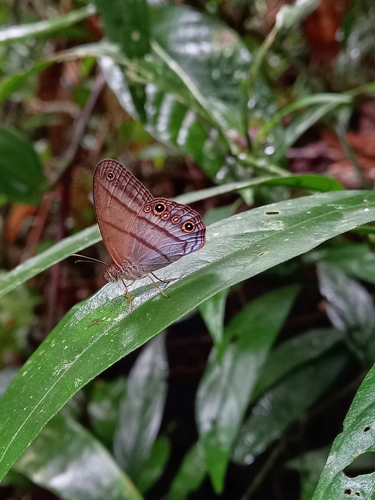 Blue-topped Satyr from Floresta Nacional de Carajás on April 2, 2022 at ...