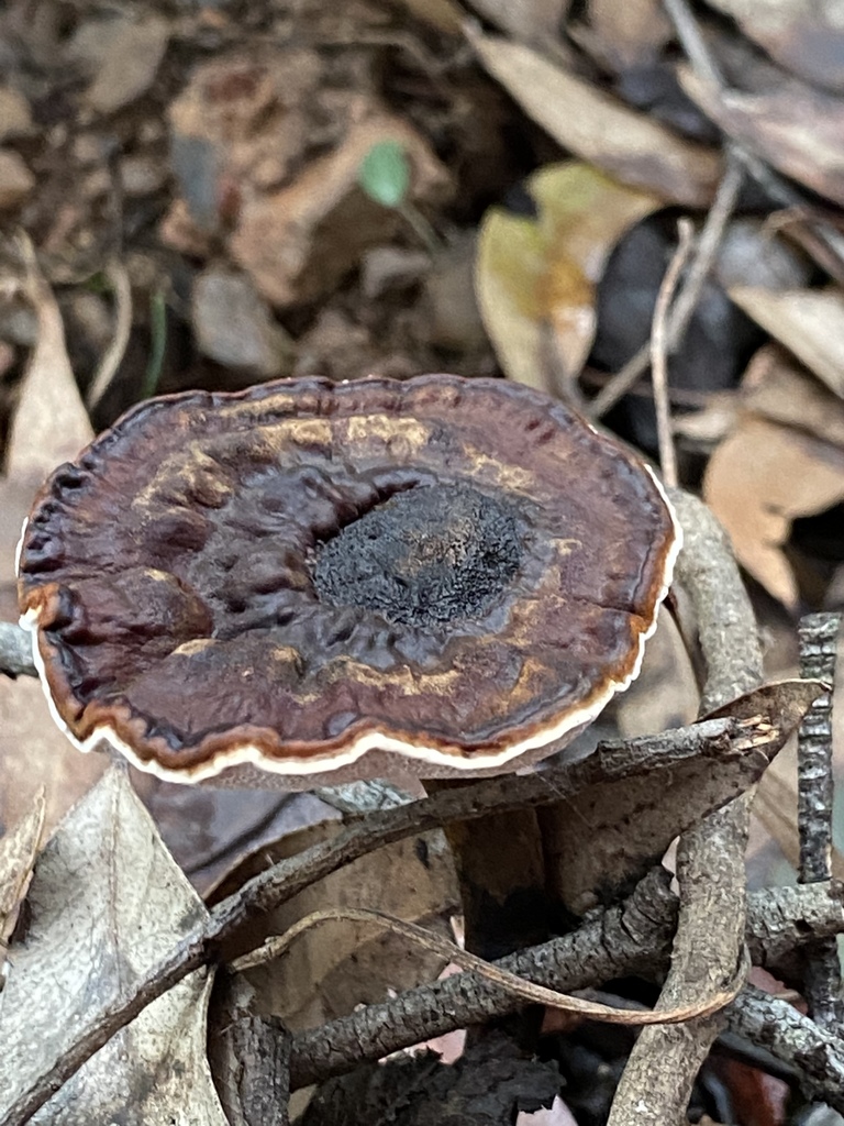 red-staining stalked polypore from South Durras NSW 2536, Australia on ...