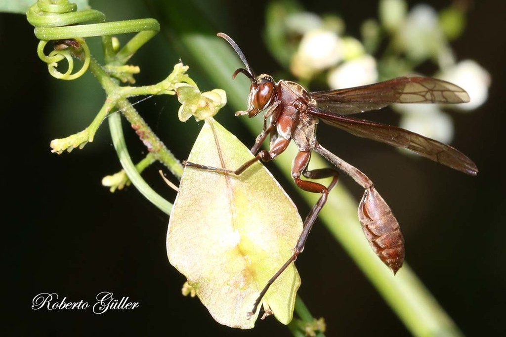 Mischocyttarus from Puerto Madero, CABA, Argentina on April 02, 2022 at ...