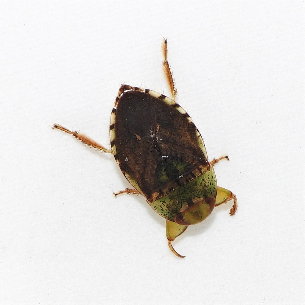 Pelocoris femoratus in April 2022 by Emilio Concari · iNaturalist