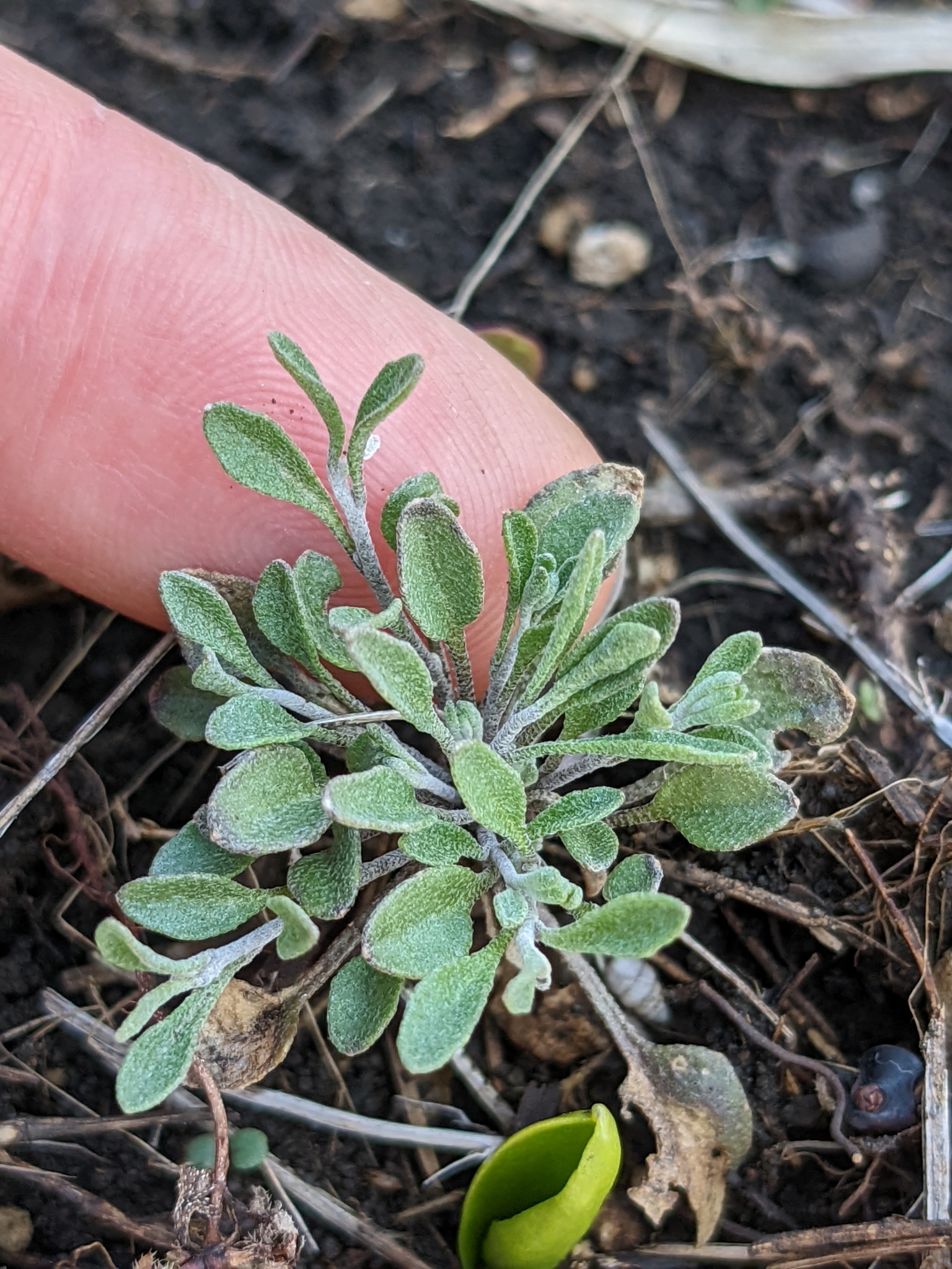Physaria filiformis (Rollins) O'Kane & Al-Shehbaz