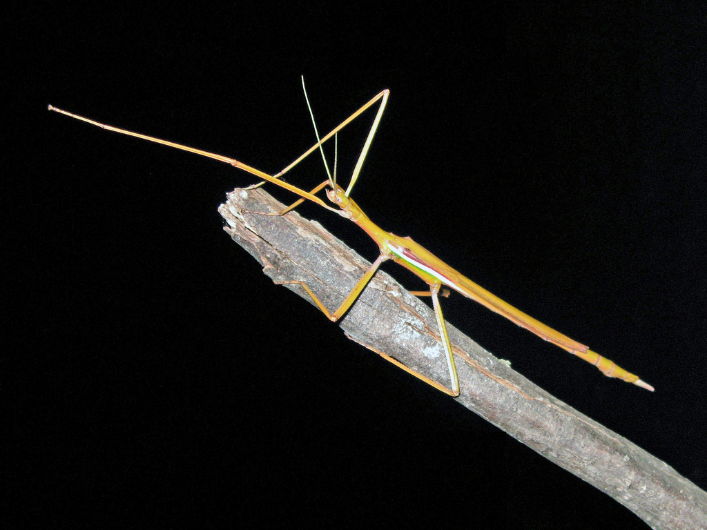Children’s Stick Insect from Moreton Island, Queensland, Australia by ...