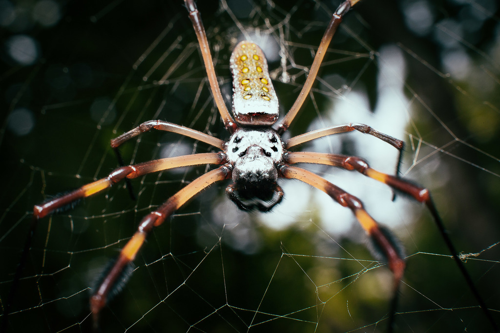 Golden Silk Spider from Panamá, PA-PN, PA on July 12, 2014 by ...
