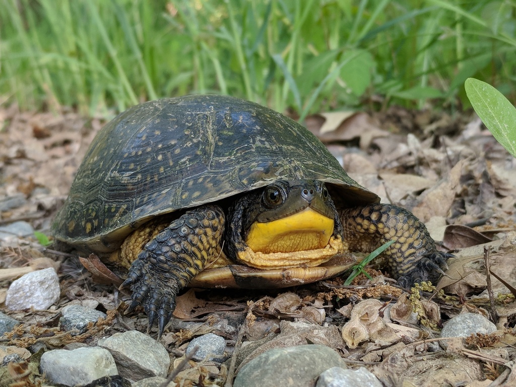 Blanding's Turtle in May 2018 by Nate Martineau · iNaturalist