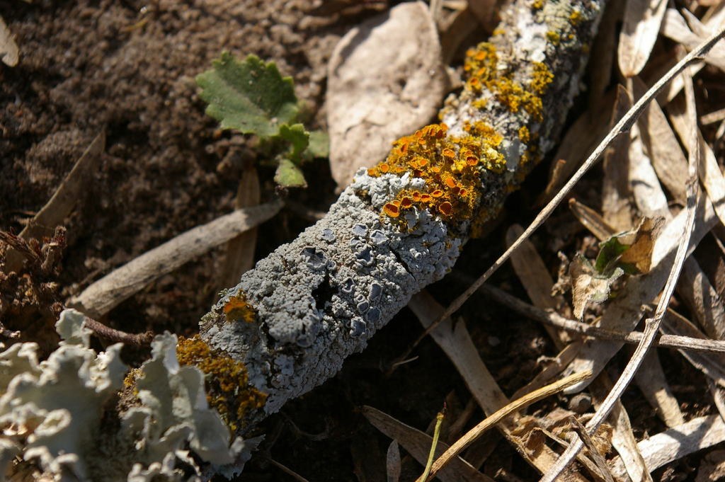 Golden-eye Lichen from Frio County, TX, USA on April 01, 2022 at 04:05 ...