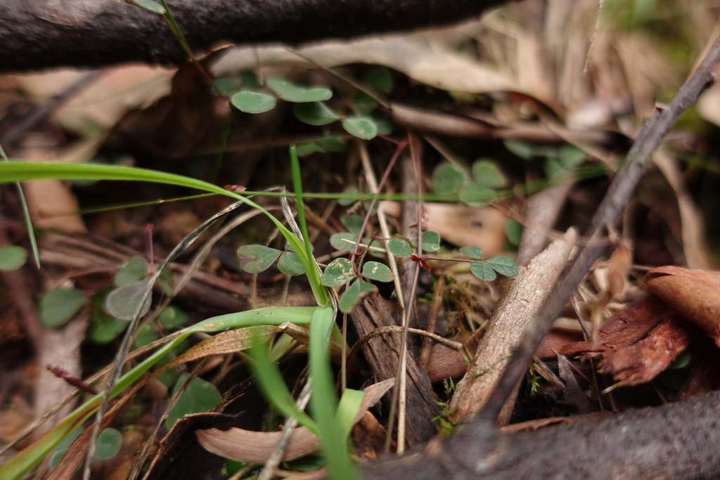 Pullenia gunnii from Jeeralang Junction VIC 3840, Australia on May 16 ...