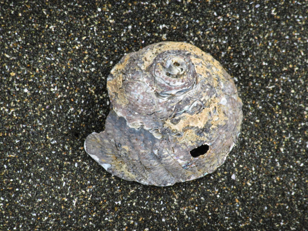 Circular Saw Shell from Riverton, Southland, New Zealand on May 26 ...