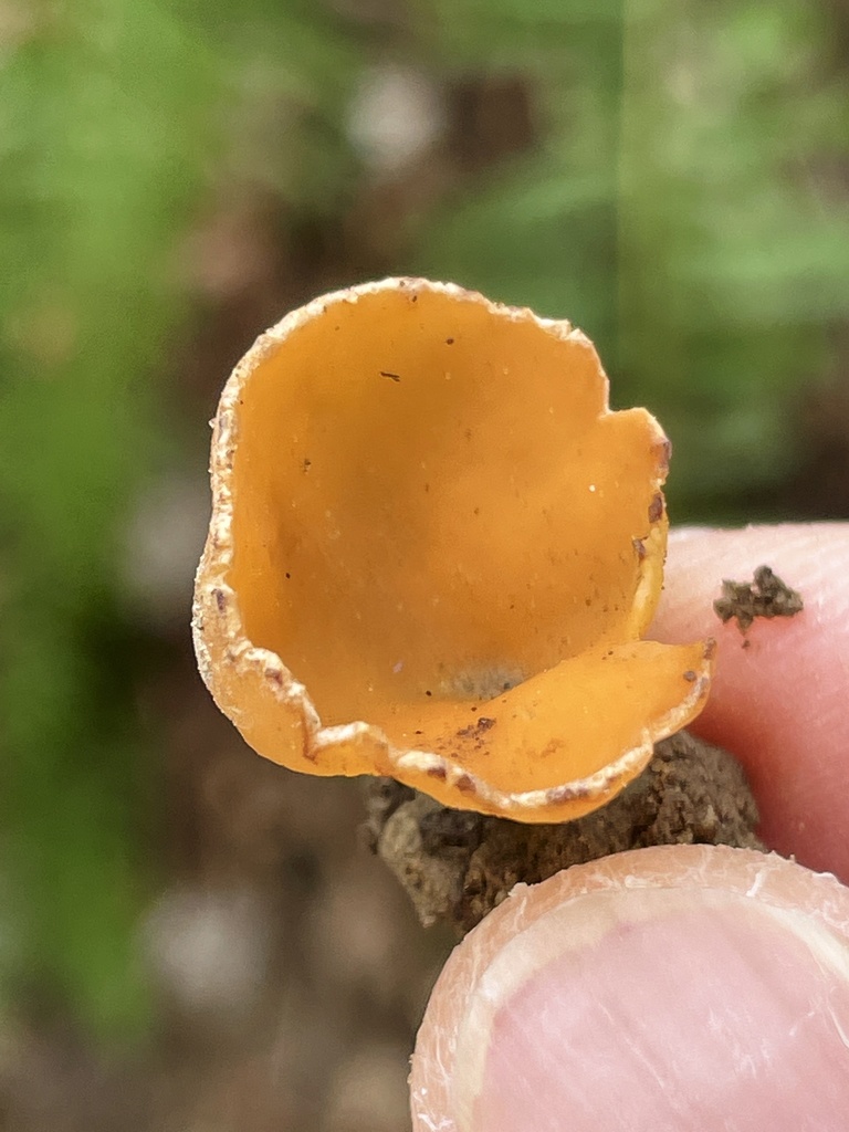 Geopyxis rehmii from NE Woodinville-Duvall Rd, Woodinville, WA, US on ...